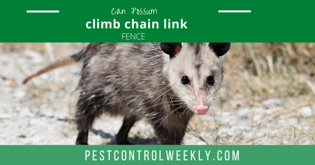 Can Possums Climb Chain Link Fences