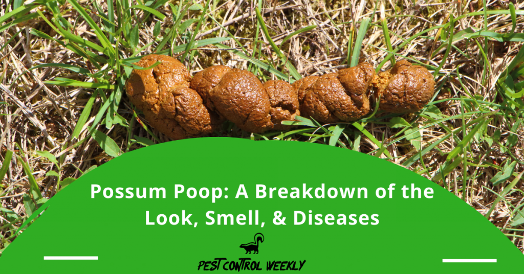 Possum Poop: A Breakdown of the Look, Smell, & Diseases