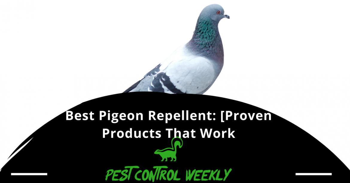 Best Pigeon Repellents: [Proven Products That Work]