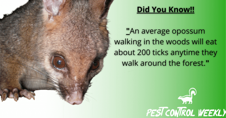 What Do Possum Eat: The Complete Food List ( & Diet)