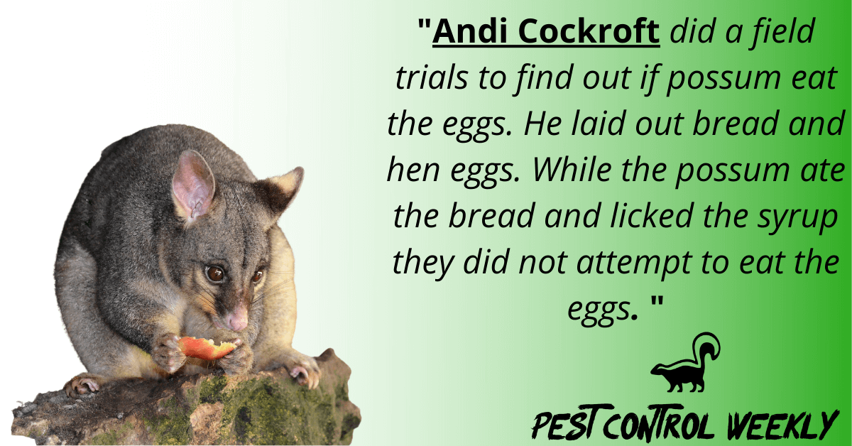 What Do Possum Eat: The Complete Food List ( & Diet)