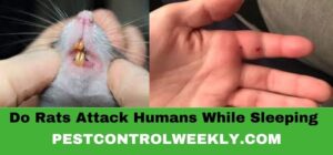 Do Rats Attack Humans While Sleeping [Things To Know]