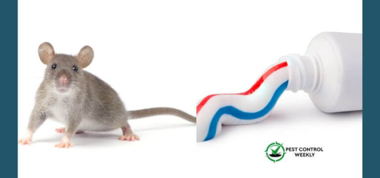 Does Toothpaste Kill Rats [Shocking Realities]