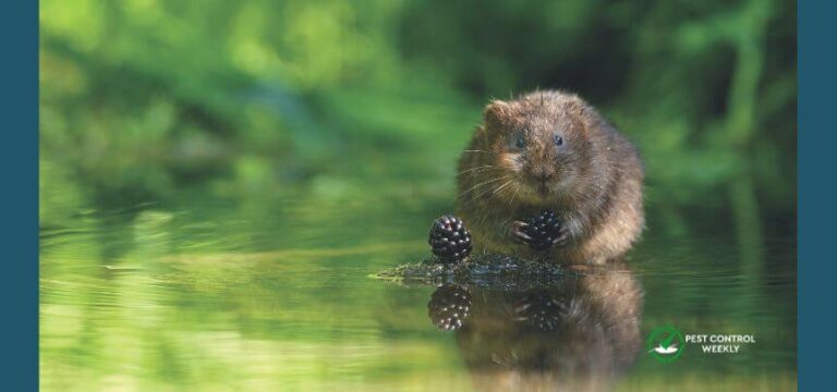 How Long Can Rats Live Without Water [Facts]