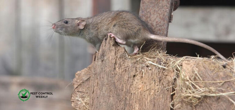 Get Rid of Rats Outside Without Harming Other Animals[Tips]