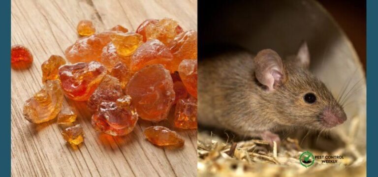Does Gum Kill Rats [Check It's Effectiveness ]