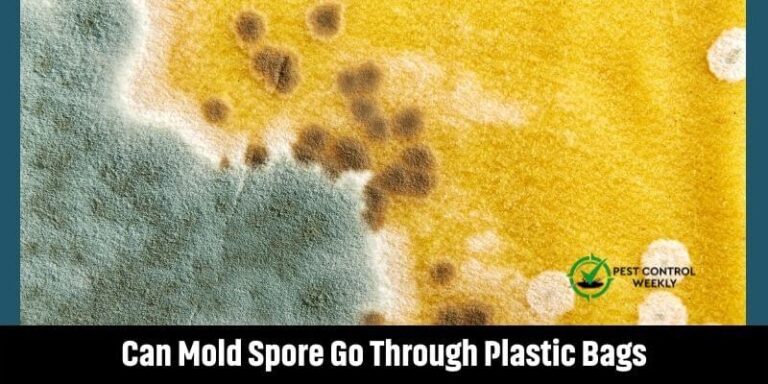 Can Mold Spores Go Through Plastic Bags? Some Facts