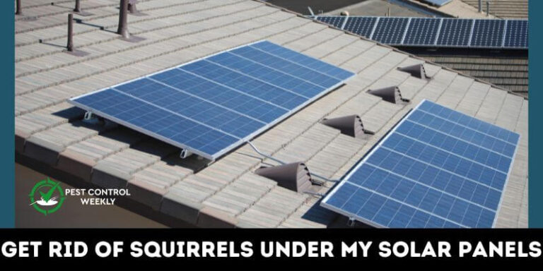 [13] Tips To Get Rid Of Squirrels Under My Solar Panels