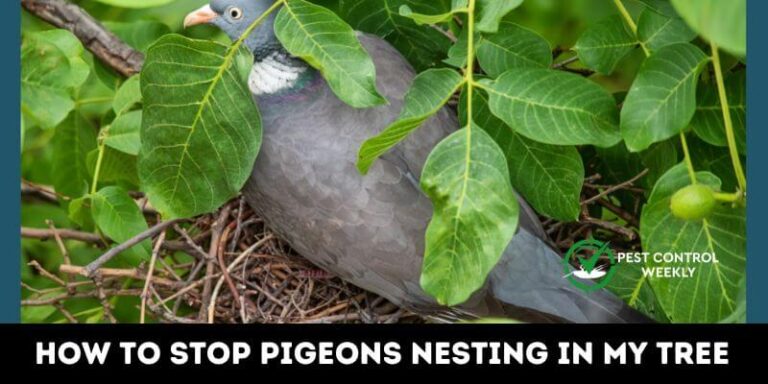 Stop Pigeons Nesting in My Tree: Effective Solutions