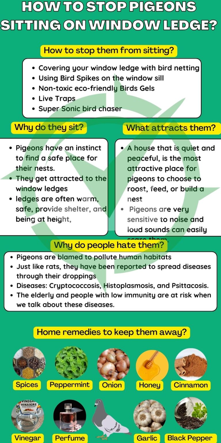 Stop Pigeons Sitting on Window Ledge: Top Tips
