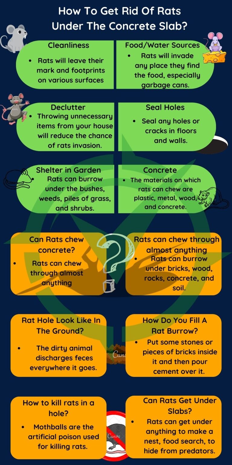 How To Get Rid Of Rats Under The Concrete Slab [Top 6 Tips]