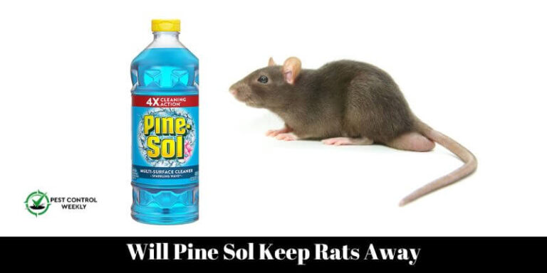 Will Pine Sol Keep Rats Away [Truth Revealed]
