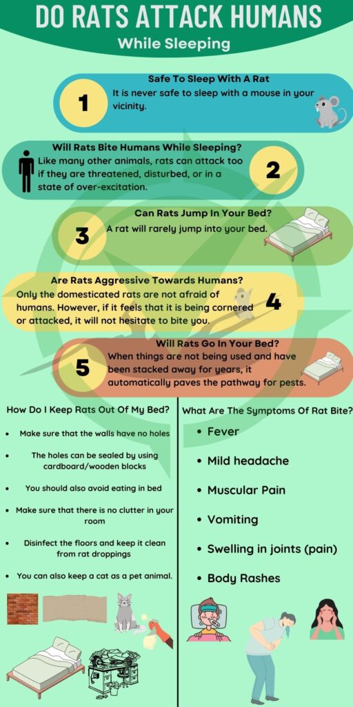 Do Rats Attack Humans While Sleeping [Things To Know]
