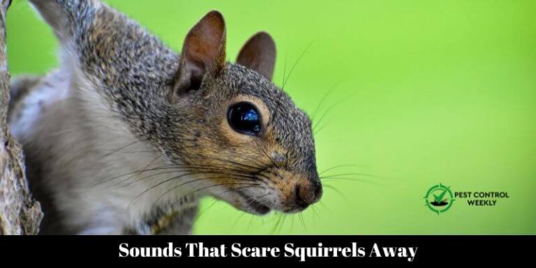 [10] Sounds That Scare Squirrels Away (Audio Sample)