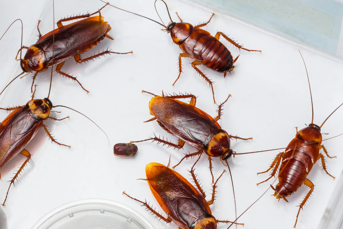 Do Rats Eat Insects [Yes, But Which Insects]